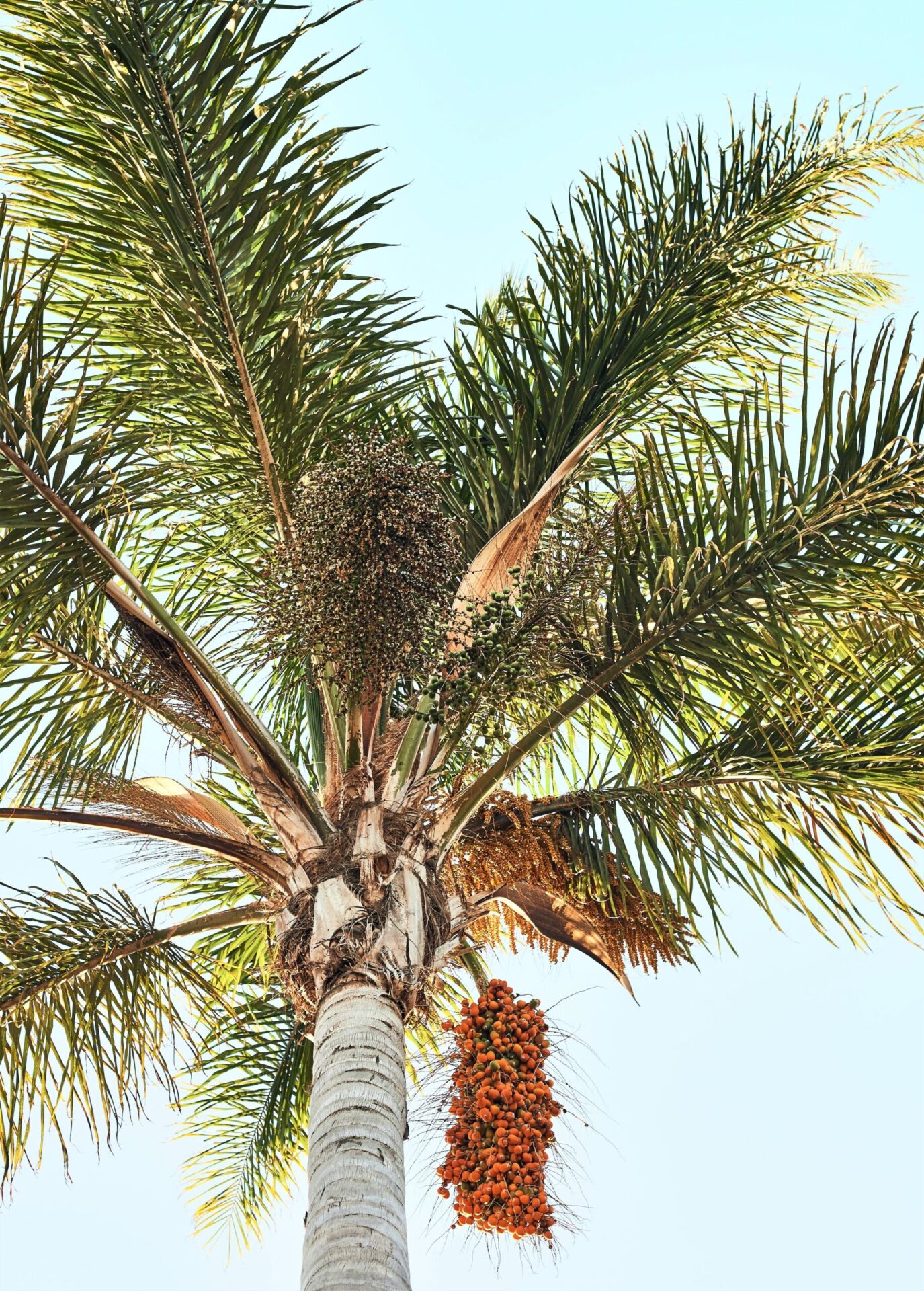Tumbuhan Pinang | Batik uit Indonesië